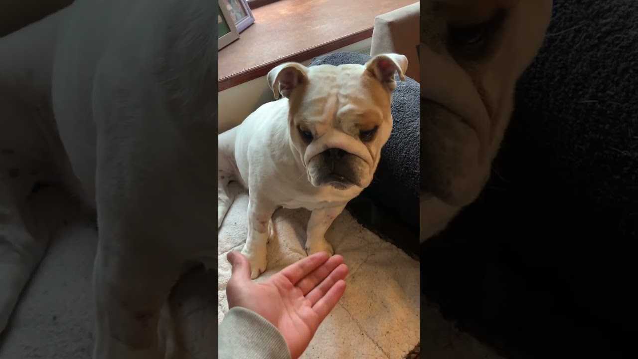 Hold my paw ️ #cutedog - YouTube
