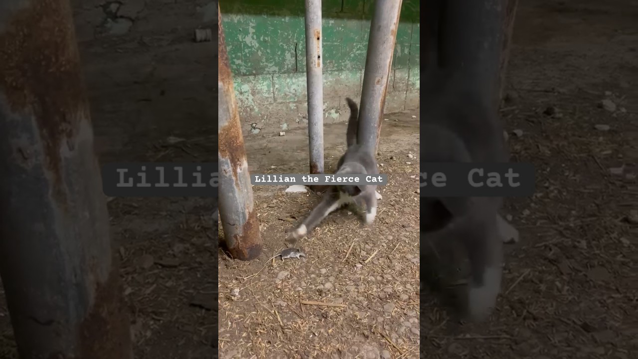 Our precious kitty 🐱 #fierce #lil #lilly #barncat #funnycats #hunting # ...