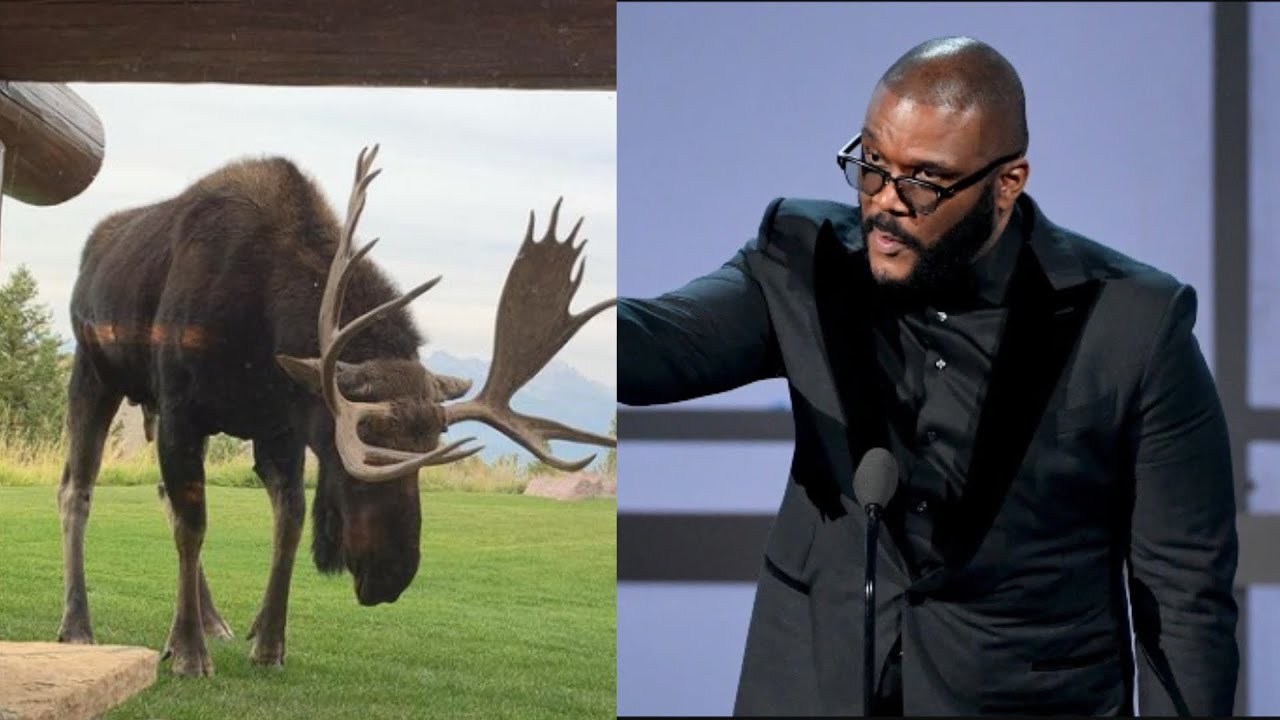 Is This Moose Trying To Land A Role In Tyler Perry's Next Project ...