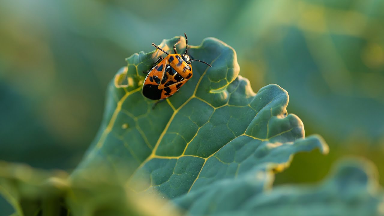 Short Takes: Caught on Camera: Insects Edition - YouTube