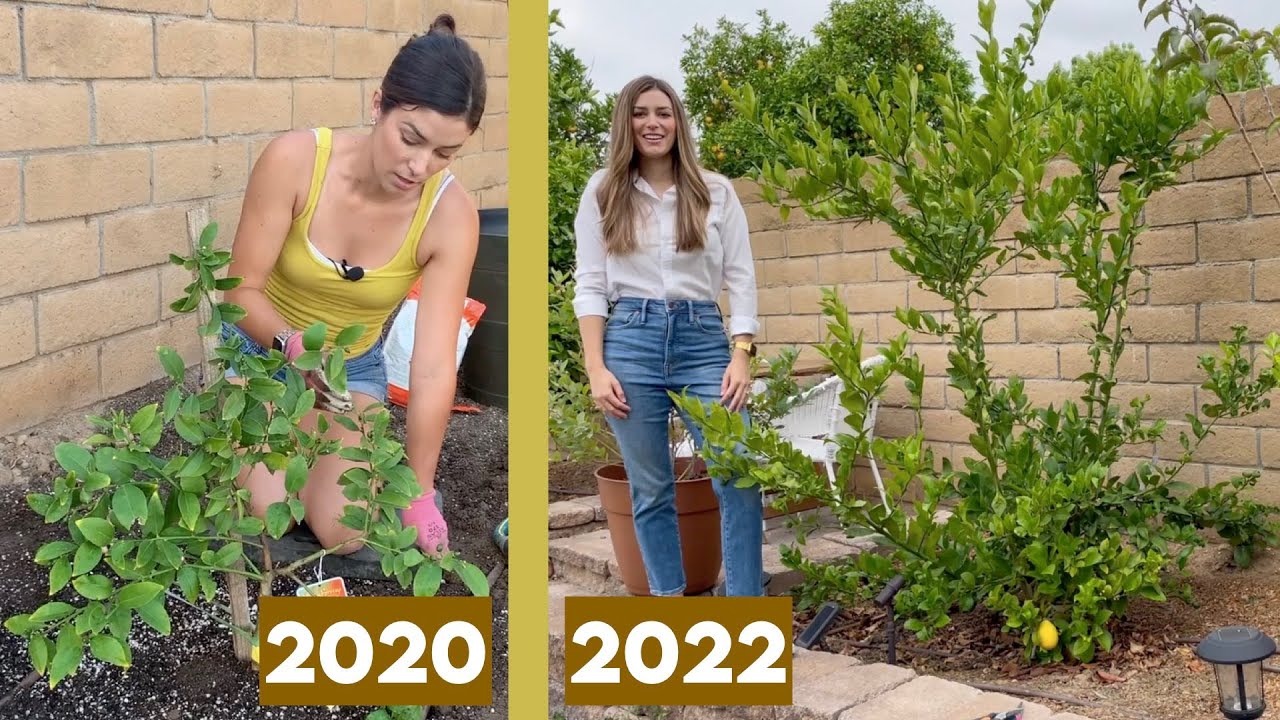 Growing A Dwarf Improved Meyer Lemon Tree - 2 year Update - YouTube