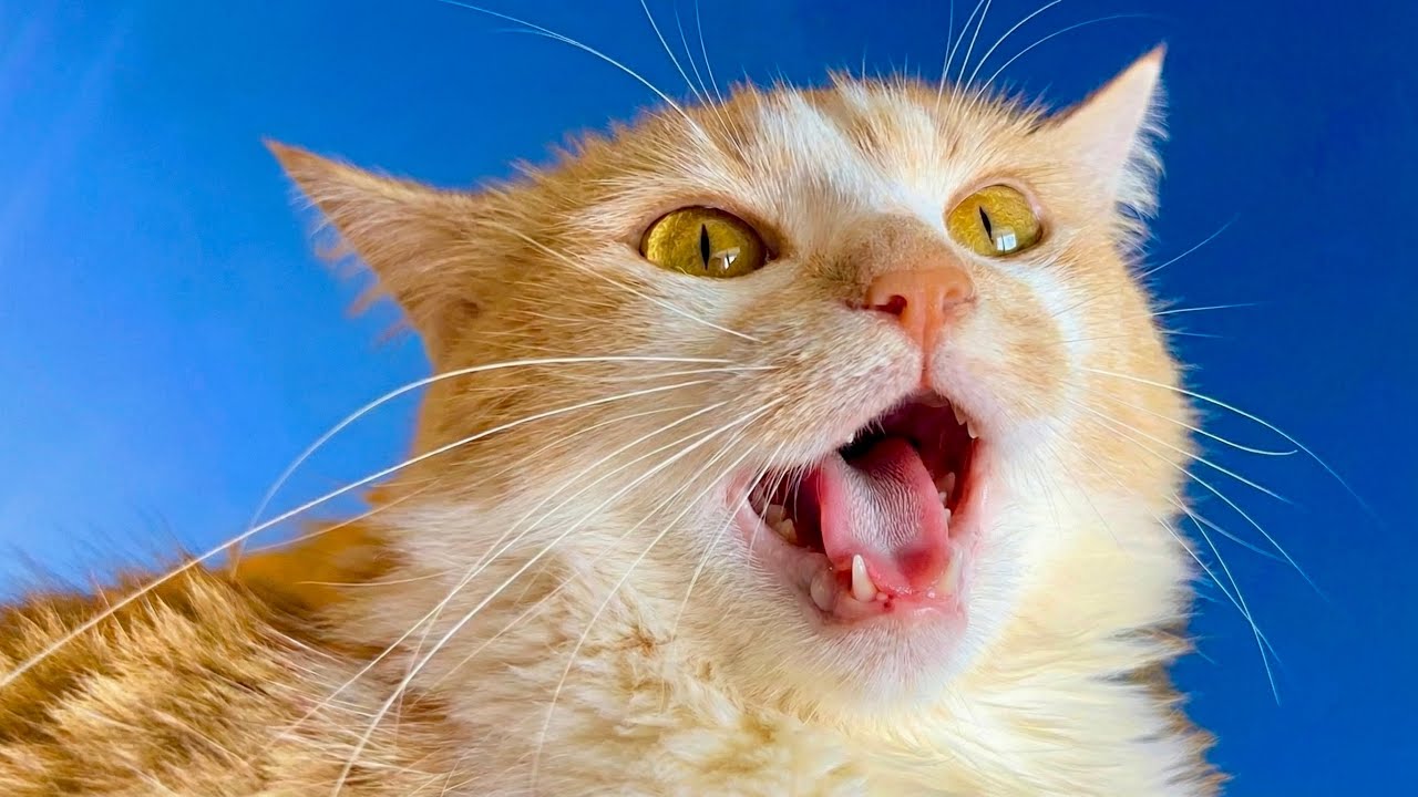 GATO MIANDO, Efeito Sonoro de Gato Miando - YouTube
