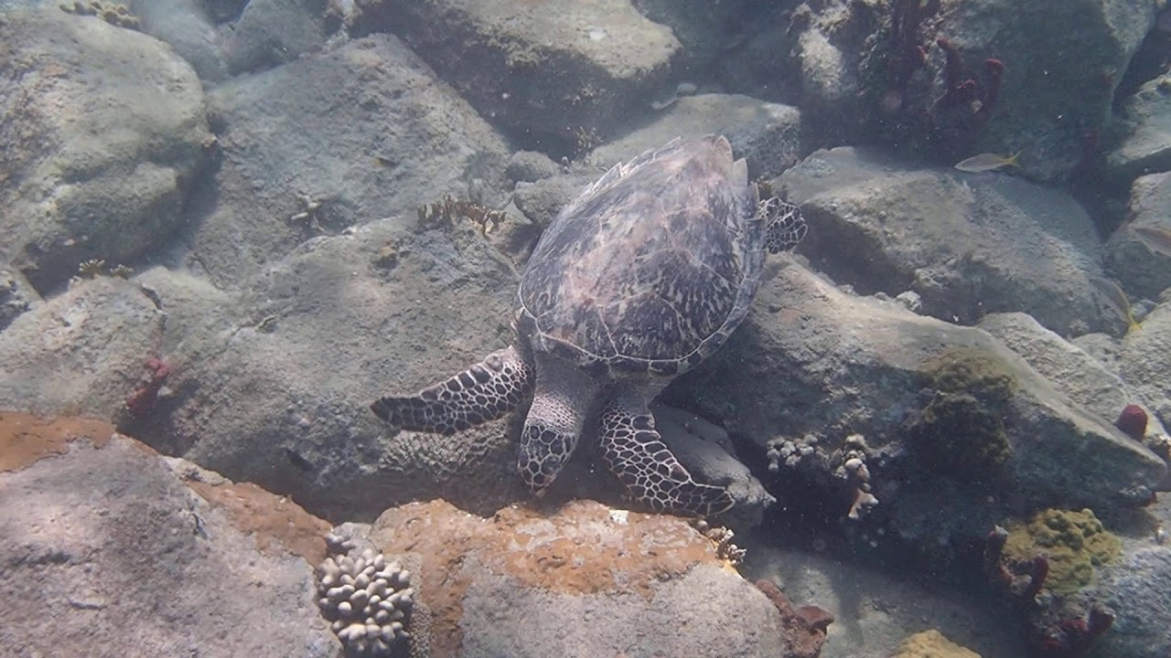 Hawksbill Sea Turtle eating a sponge, St John, Virgin Islands - YouTube