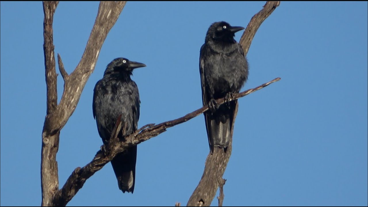Australian Ravens, Magpies and Wattlebirds chilling out - YouTube