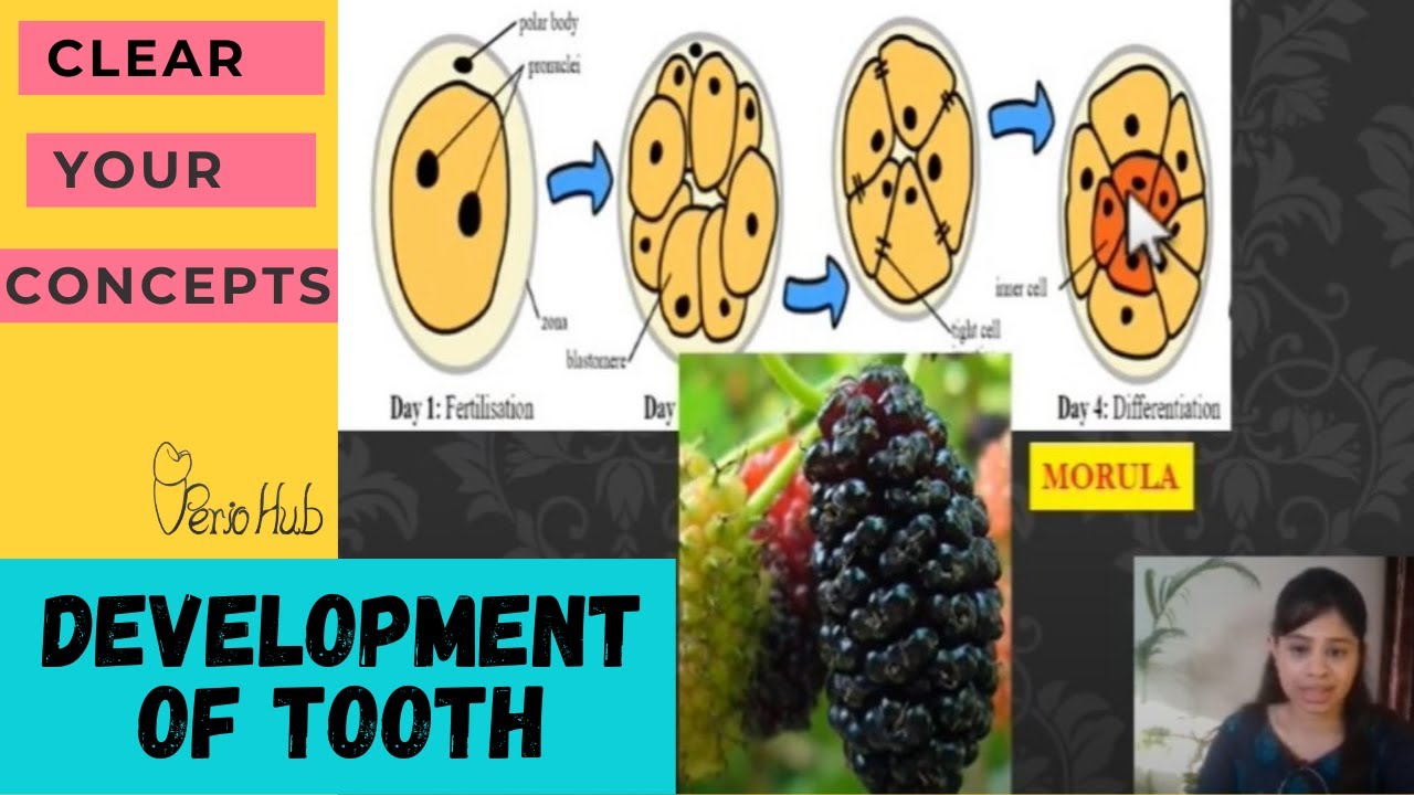 EMBRYOGENESIS - Part 1 of Tooth Development - YouTube