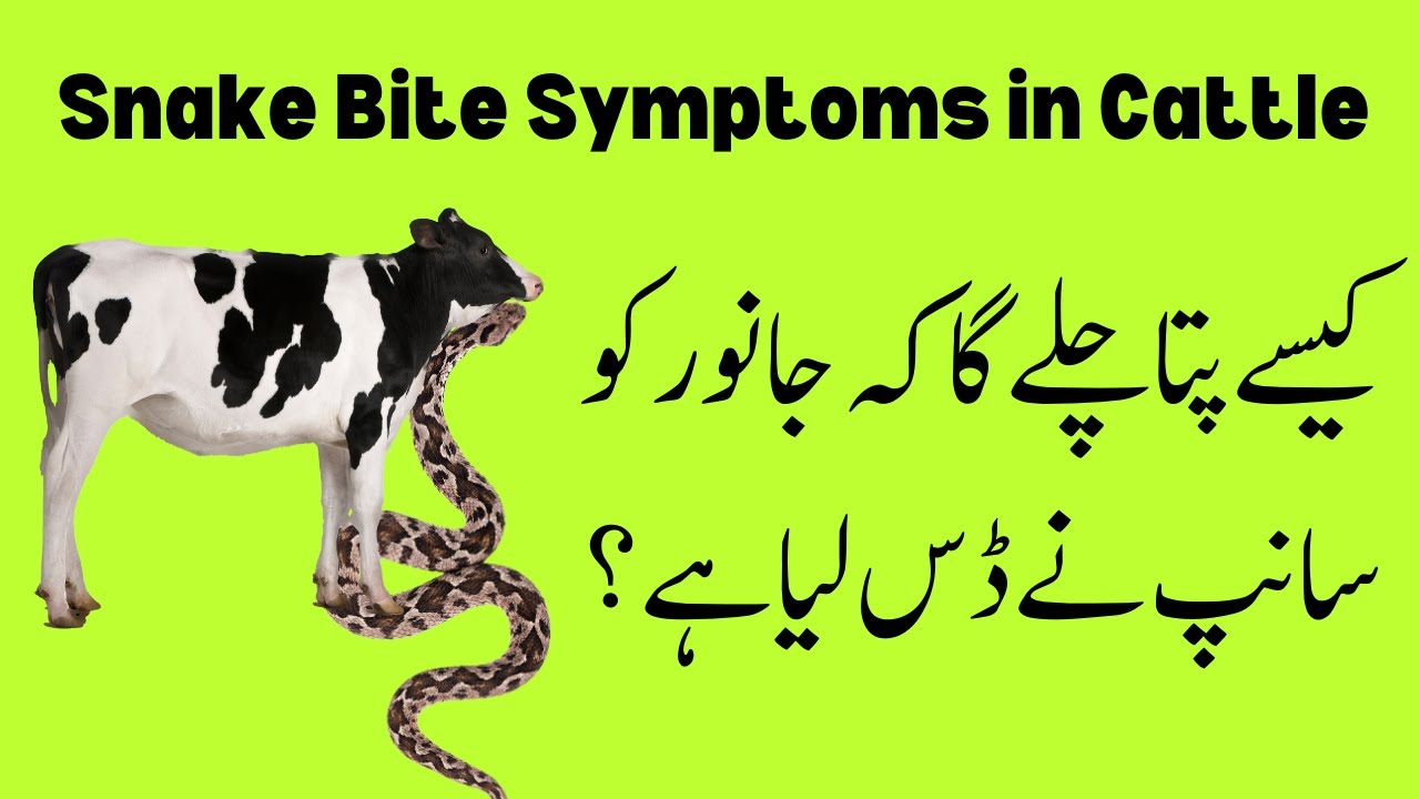 Snake Bite Symptoms in Cattle | How to Identify & Treat Snake Bites in ...