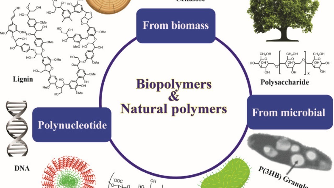BIOPOLYMERS - YouTube
