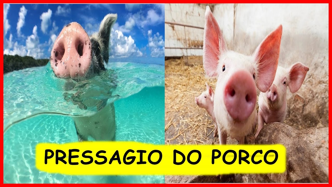 PRESSAGIO DO PORCO SIGNIFICADO ESPIRITUAL DO PORCO EM SUA CASA OU NA ...