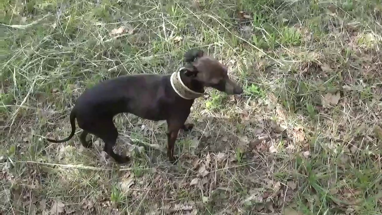 Italian greyhound in the meadow, Italienischer Windhund, Italský chrtík ...