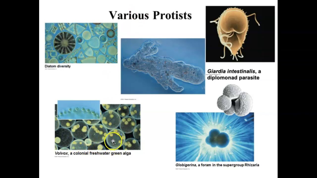 Biology 112 Protists Part 2 Youtube