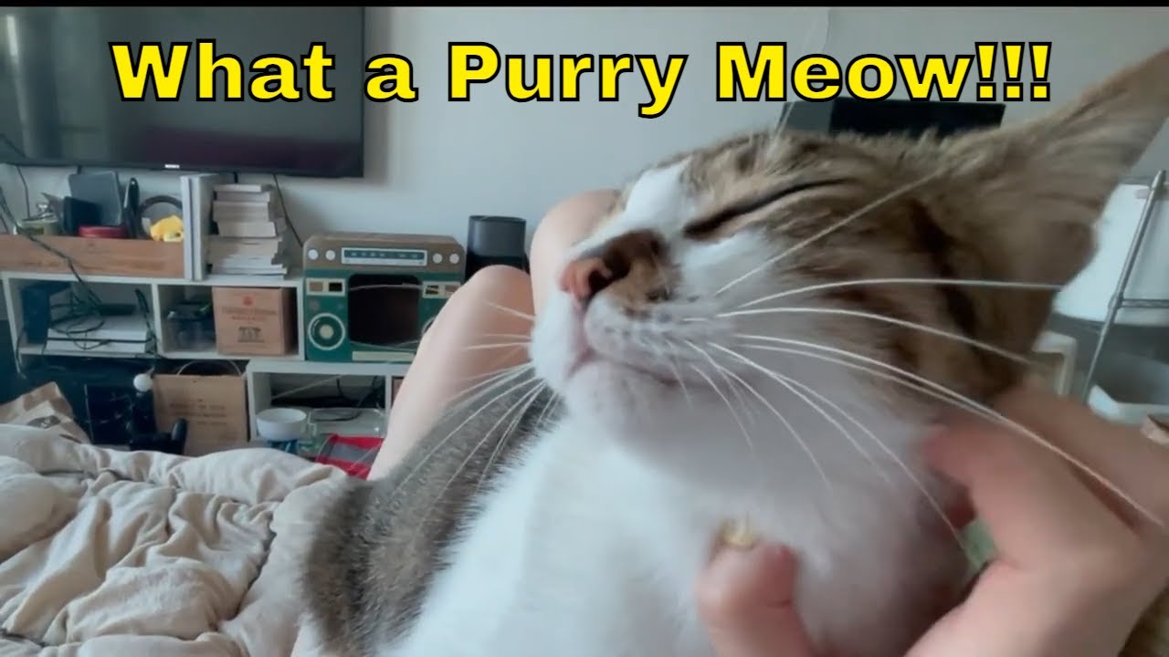 Cat Purring Super Loud :) - YouTube
