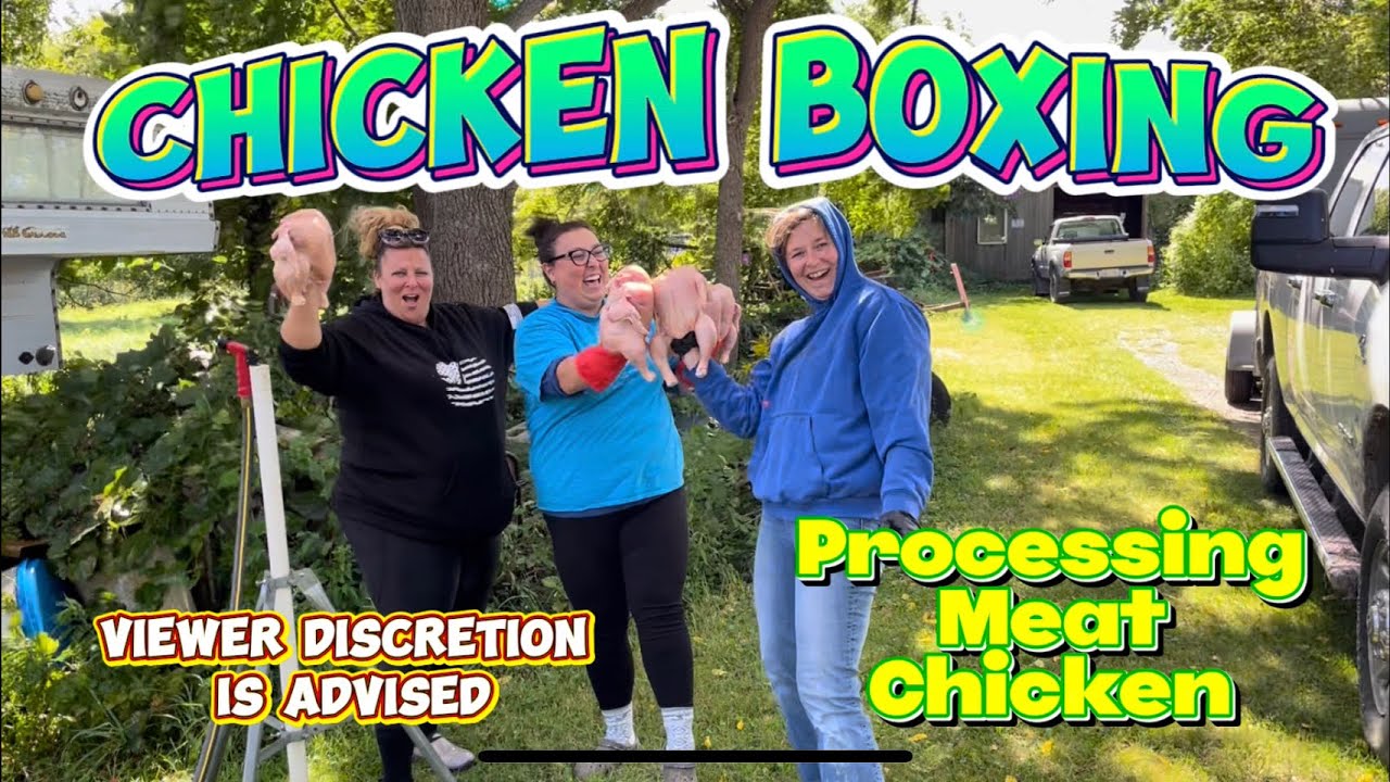 Why would you want to where Chickens as Boxing gloves????? - YouTube