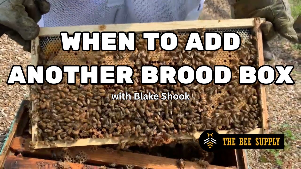 Texas Bee Supply When Should I Add Another Box For My Bees YouTube texas-bee-supply-when-should-i-add-another-box-for-my-bees-youtube