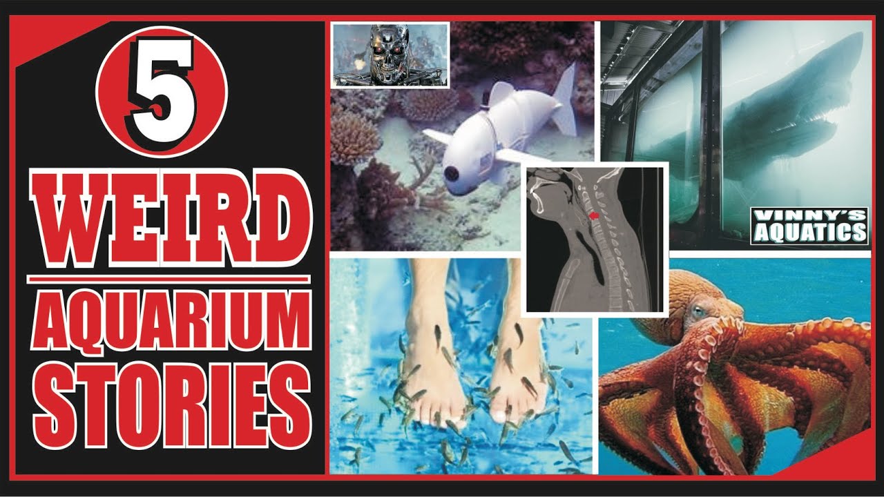 5 WEIRD Aquarium Stories: Strange But True! - YouTube