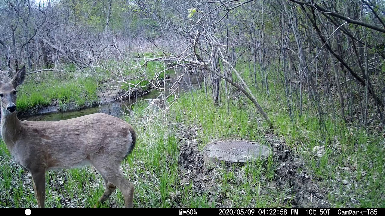 Deer Staring at the Camera - YouTube
