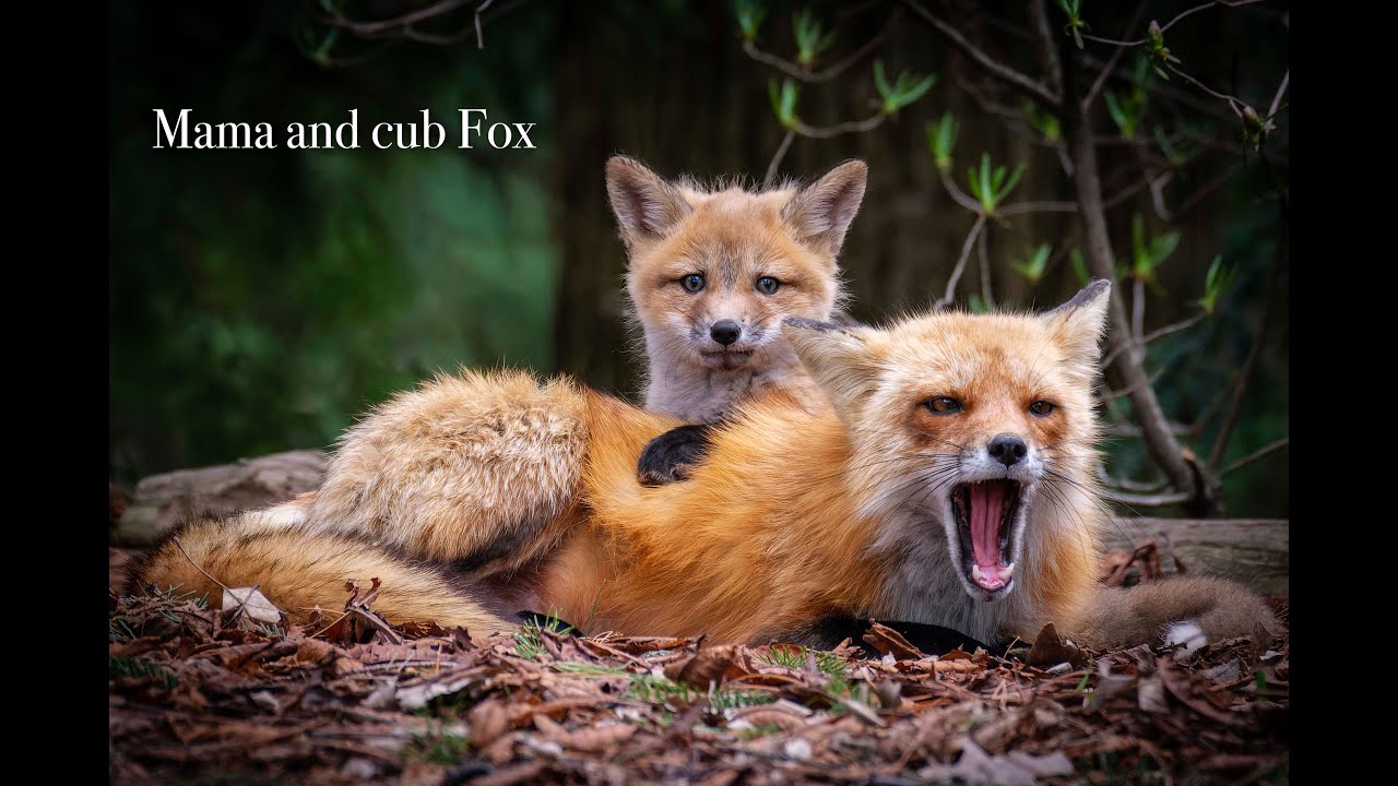Beautiful Mama Fox and her adorable playful cub - YouTube