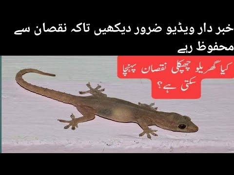 How To Get Rid Of Lizards At Home | Chipkali Bhagane Ka Tarika ...