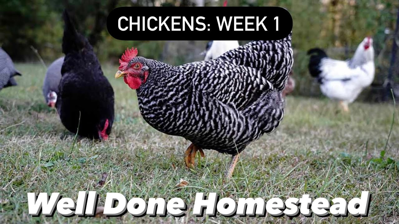 Week 1 Complete: Chicken Raising 101 - YouTube