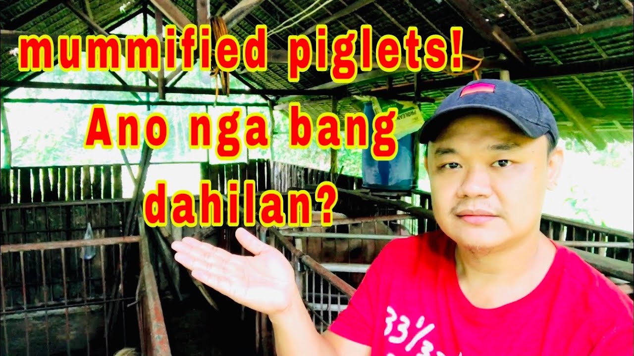 Anong dahilan ng mummified piglets | Paano maiwasan ang mummified ...
