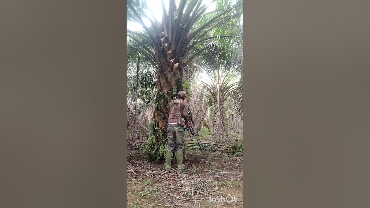 @Poin ayam hutan jago yang masih muda. #berburu ayam hutan di kebun sawit.part 17 - YouTube