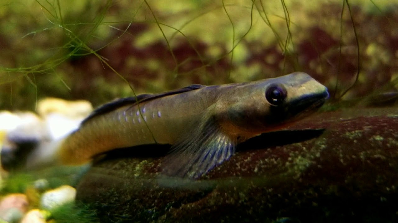 Goby:Stiphodon Annieae & Sicyopus cebuensis - YouTube