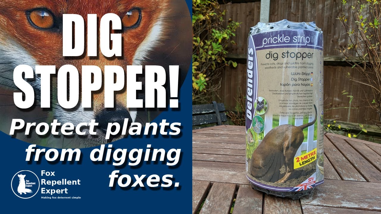 Protect your flowerbeds from foxes with Dig Stopper Prickle Strips ...