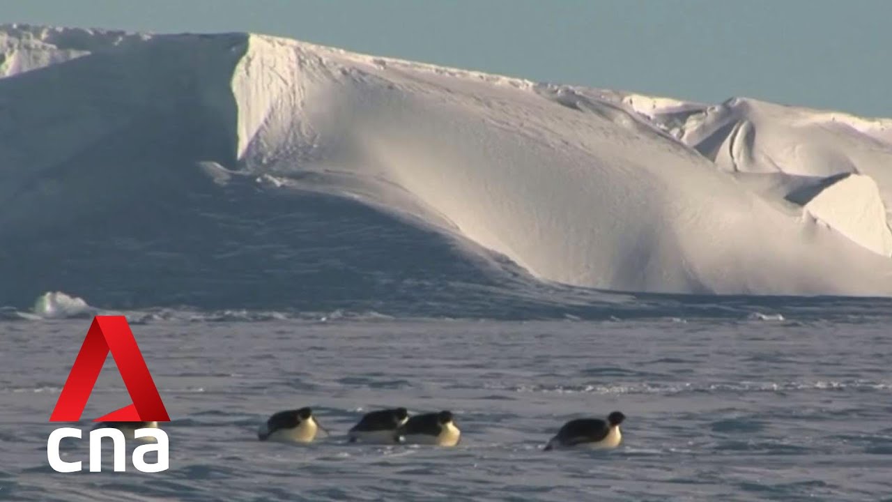Loss of sea ice in Antarctica threatening existence of emperor penguins ...