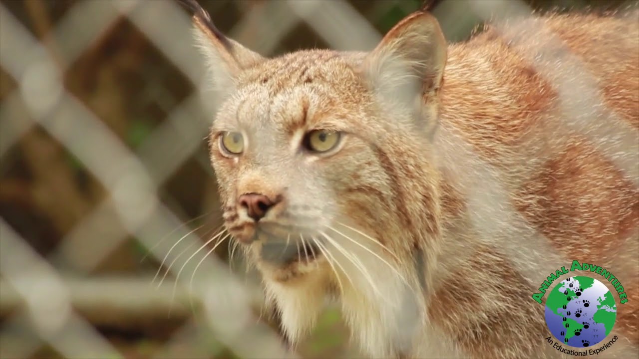 Animal Adventures HD Tour from 2016 - YouTube