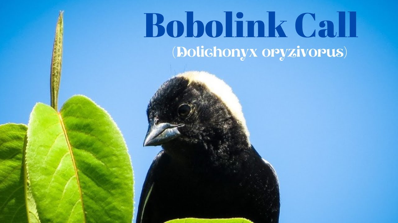 Bobolonk Call - Bobolink Bird Call - Bobolink Bird Call Sound ...