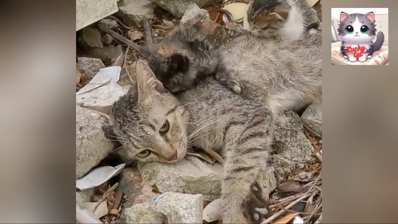 Rescuing a Starving Cat Family from an Abandoned Area and Giving Them a ...