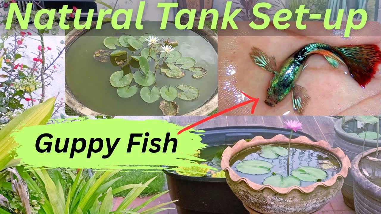 Natural Guppy Fish Tank Set-up | Guppy fish farming in Bangladesh |# ...