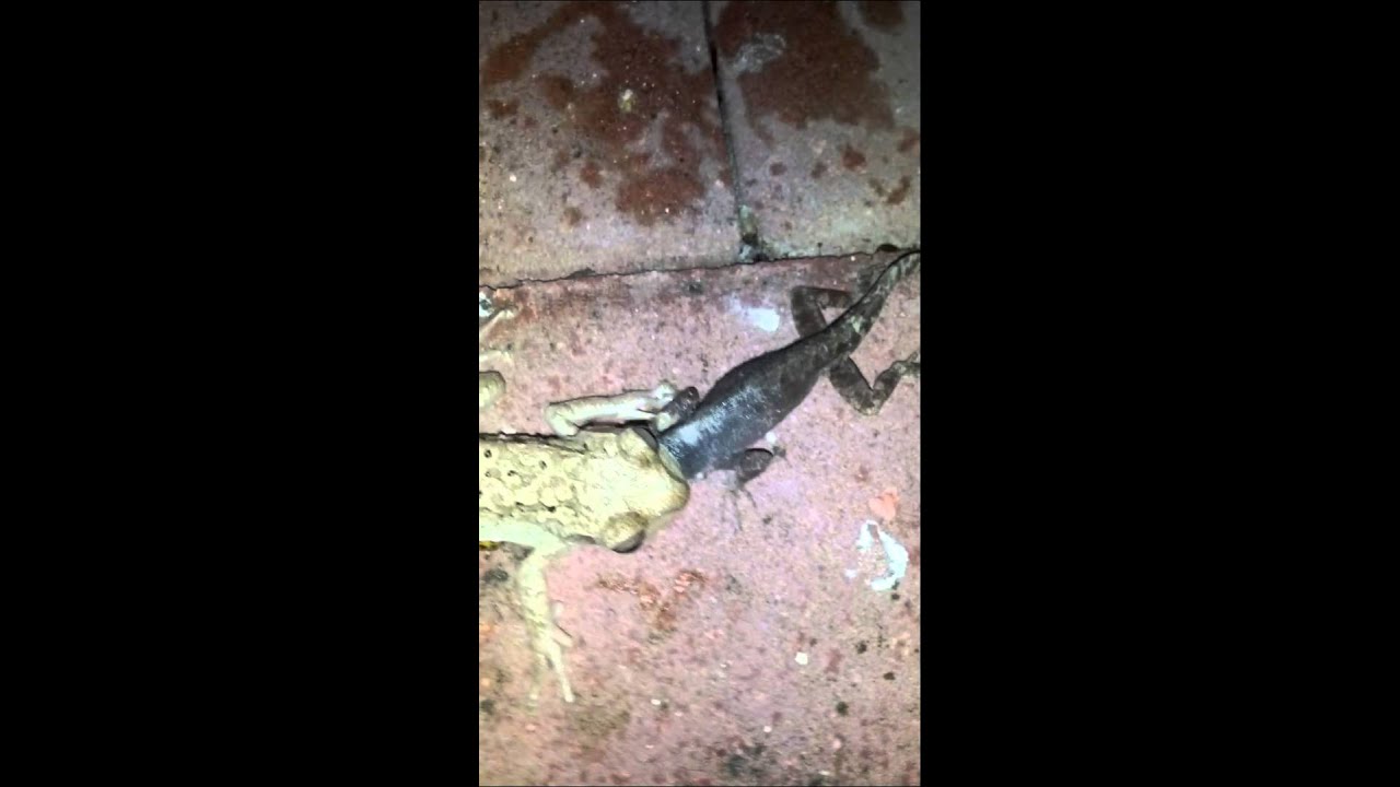 Frog vs Lizard - YouTube