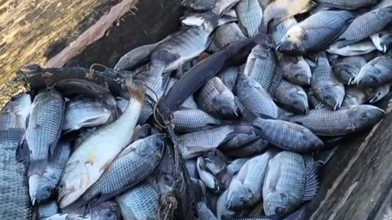 sari saring sukat ng ISDA, halagang isang Daan piso lng binili sa Isang ...
