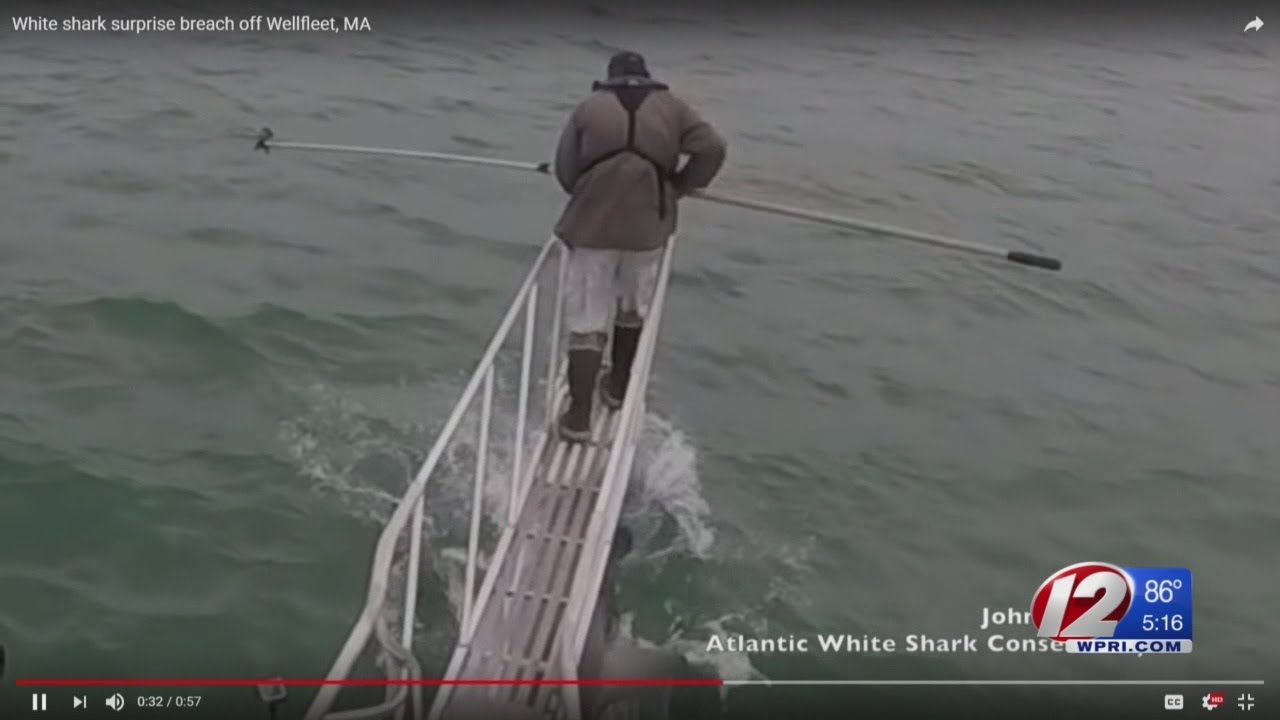 Marine biologist reflects on close encounter with great white shark ...
