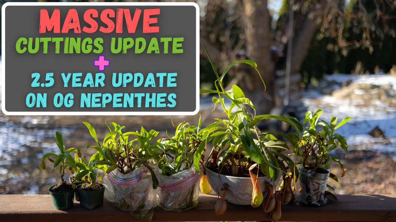 HUGE Nepenthes Ventrata Cuttings Update - Tropical Pitcher Plant Propagation + OG Nepenthes ...