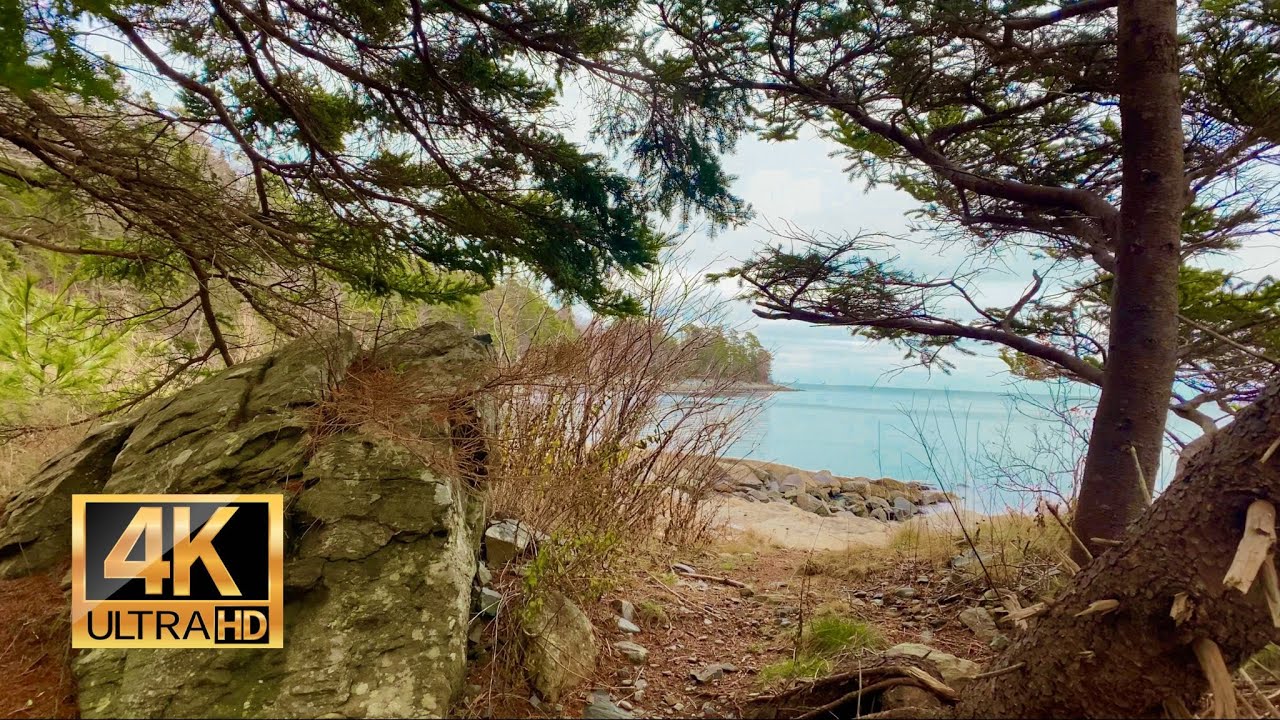 Oceanside Forest PSYCHEDELIC SIMULATION (4K💎) - YouTube