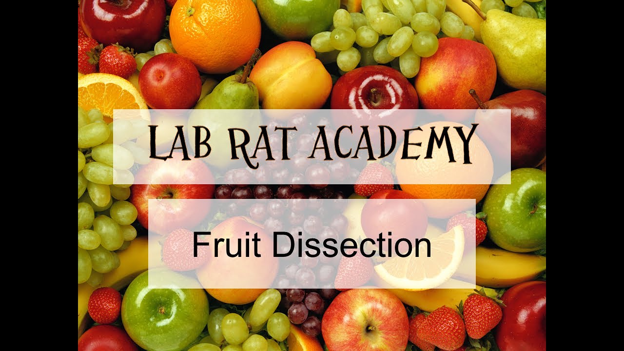 Introduction to Biology - Fruit Dissection Introduction - YouTube