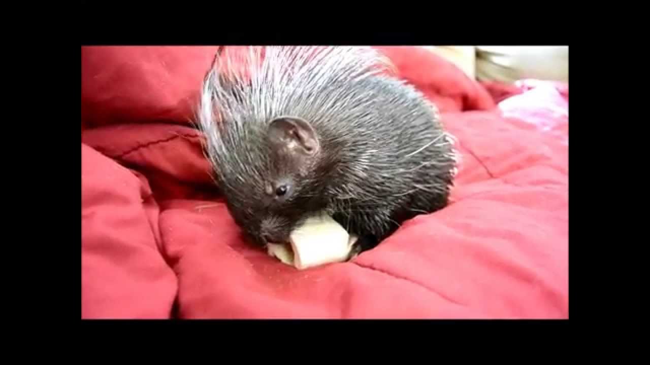 African Crested Porcupine Chewing on a Bone - YouTube