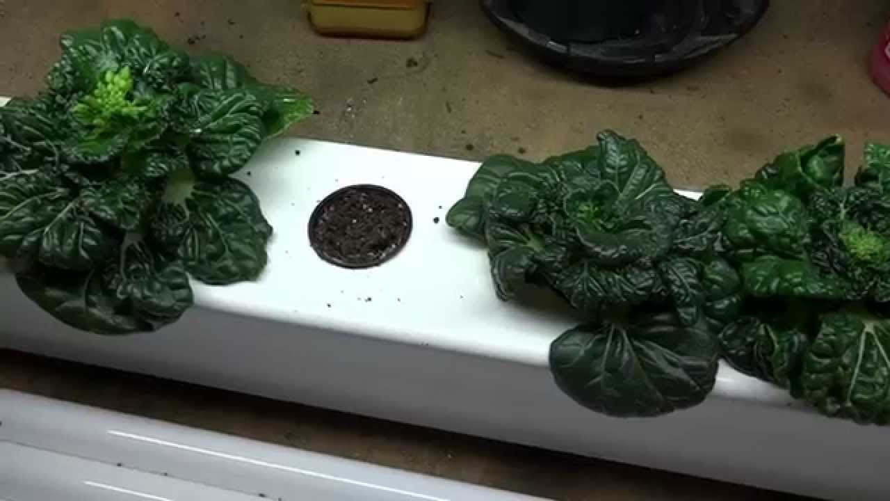 Hydroponic Extra Dwarf Pak Choy, The Cuttest Little Thing! - YouTube