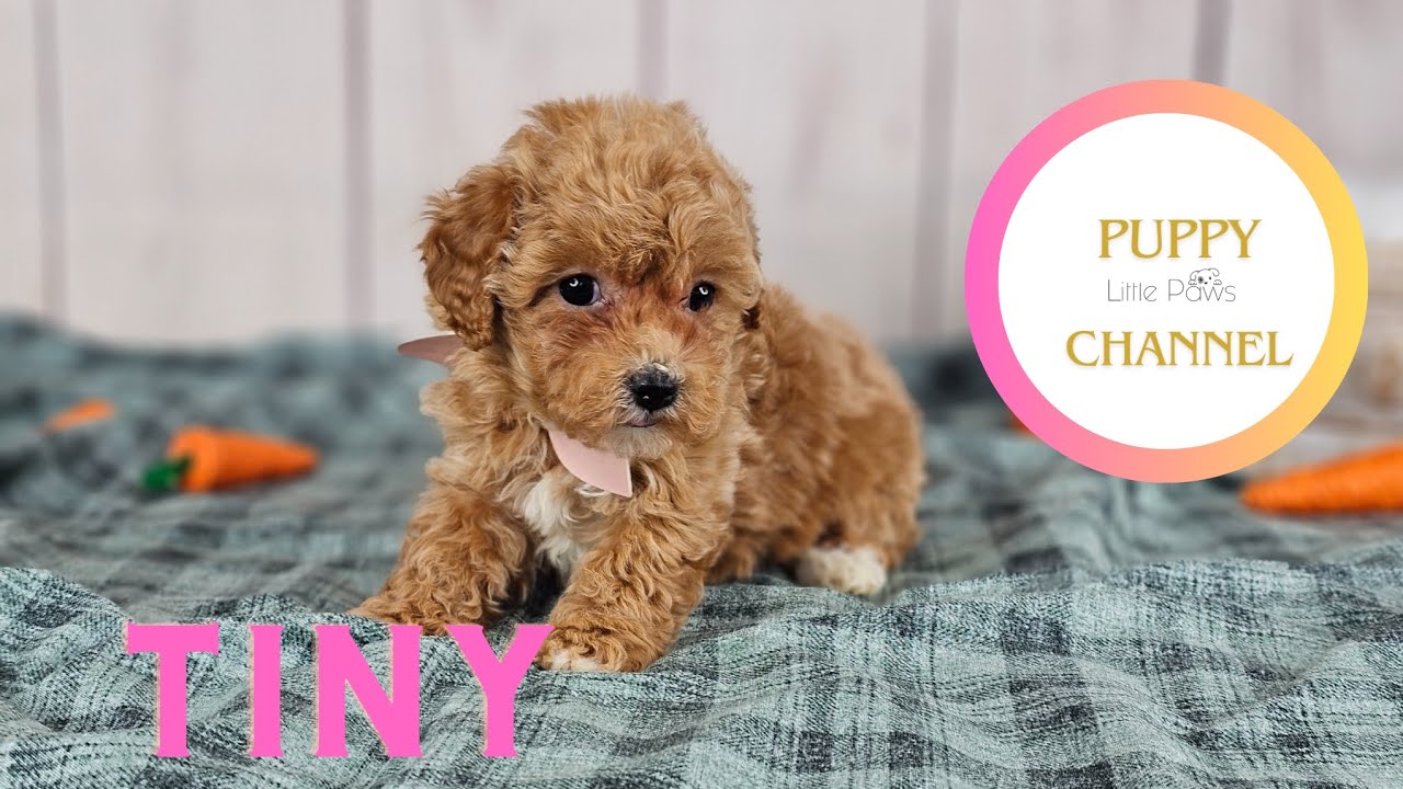 Ruby tiny Bichapoo female available for adoption.Watch her play in this short video. ️ 💖 - YouTube