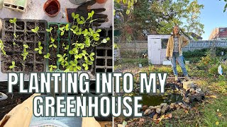 PLANTING INTO MY GREENHOUSE FOR AUTUMN / ALLOTMENT GARDENING UK