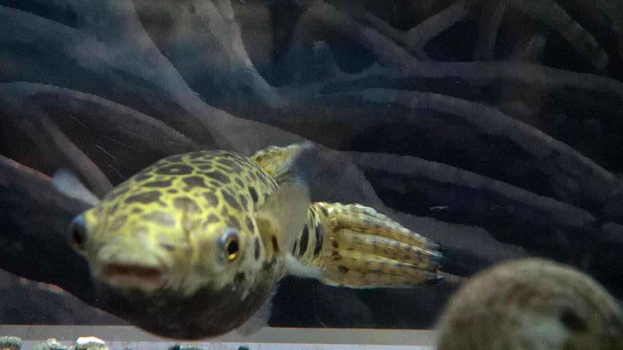 Tower of Silence Ⅱ Chinvat Bridge and Daena / Yuu Umeoka - YouTube