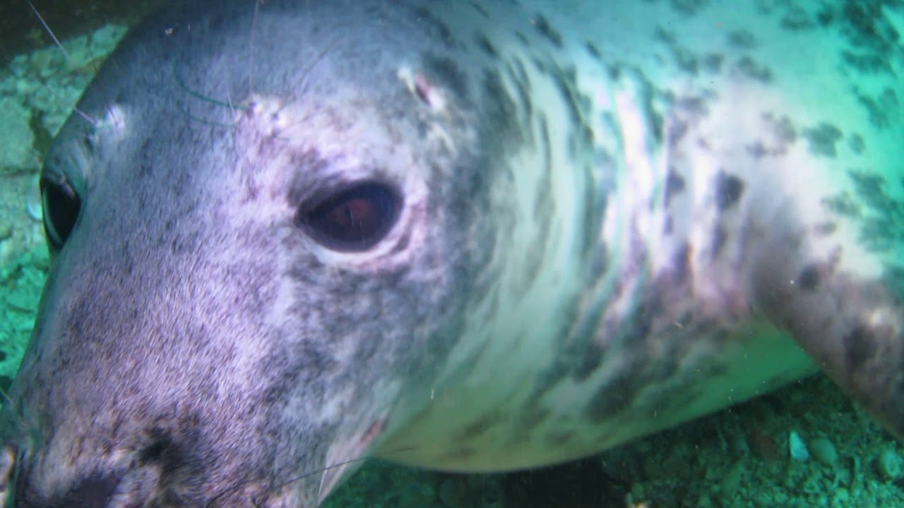 Seal encounter at the Farne Islands, UK. - YouTube