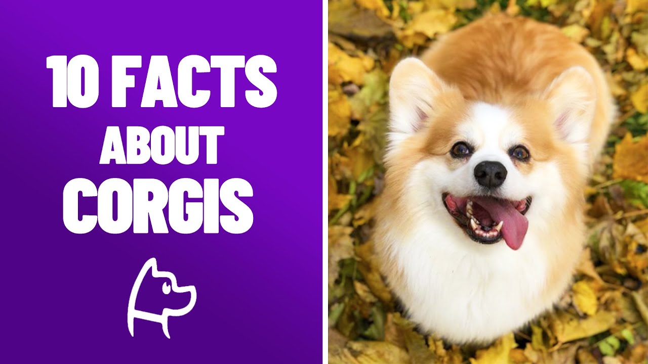 Corgi means Dwarf Dog?! - YouTube