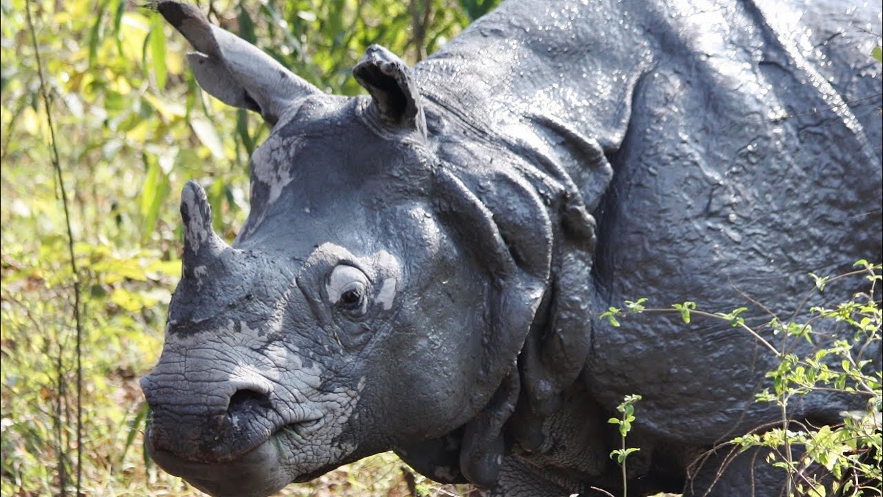 Batman Rhino SAFARI RHINO-FINAL DRIVE - YouTube