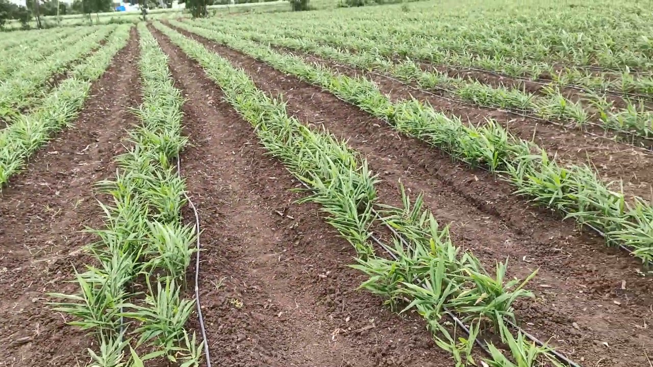 Ginger Farming, Ginger farming in India 2021, ginger farming techniques ...