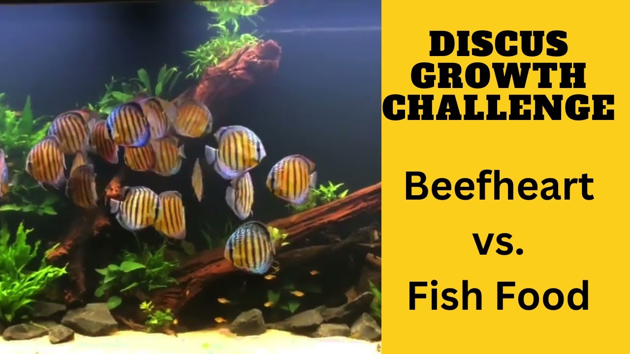 "Discus Growth Showdown: Beefheart & Earthworms vs. Standard Fish Food ...