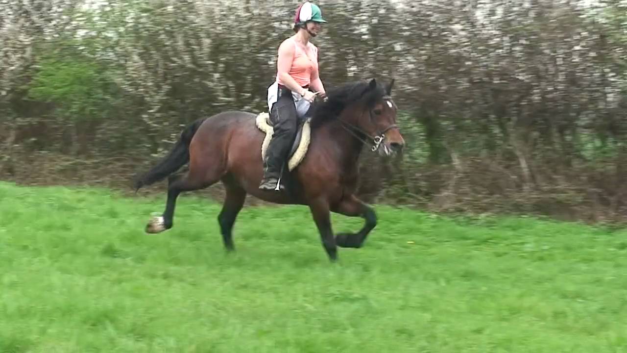 Welsh cob stallion showing his extended trot - YouTube