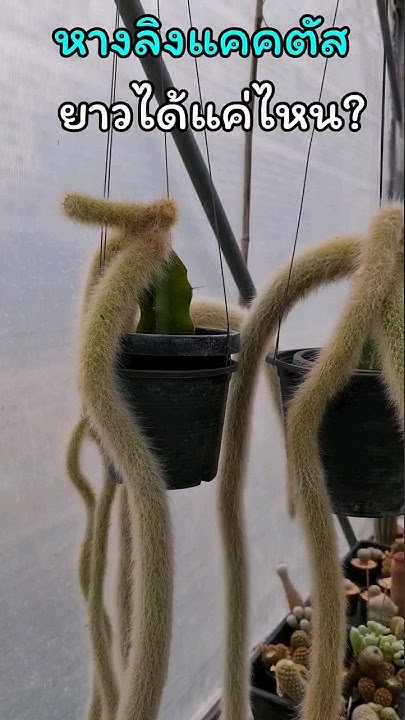 หางลิงแคคตัสของเพื่อนๆยาวขนาดไหนบ้างคะ? #cactus #กระบองเพชร #cacti #หาง ...