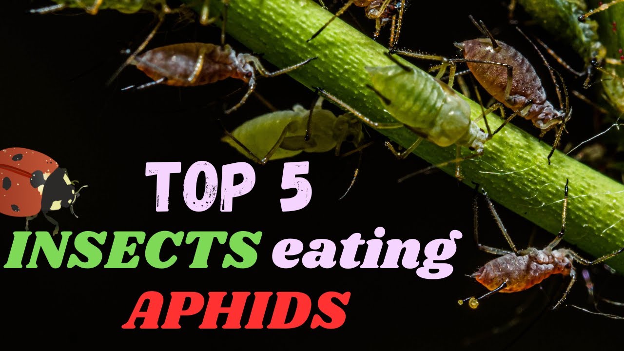 TOP 5 Insects that eats Aphids - Natural Predators - YouTube
